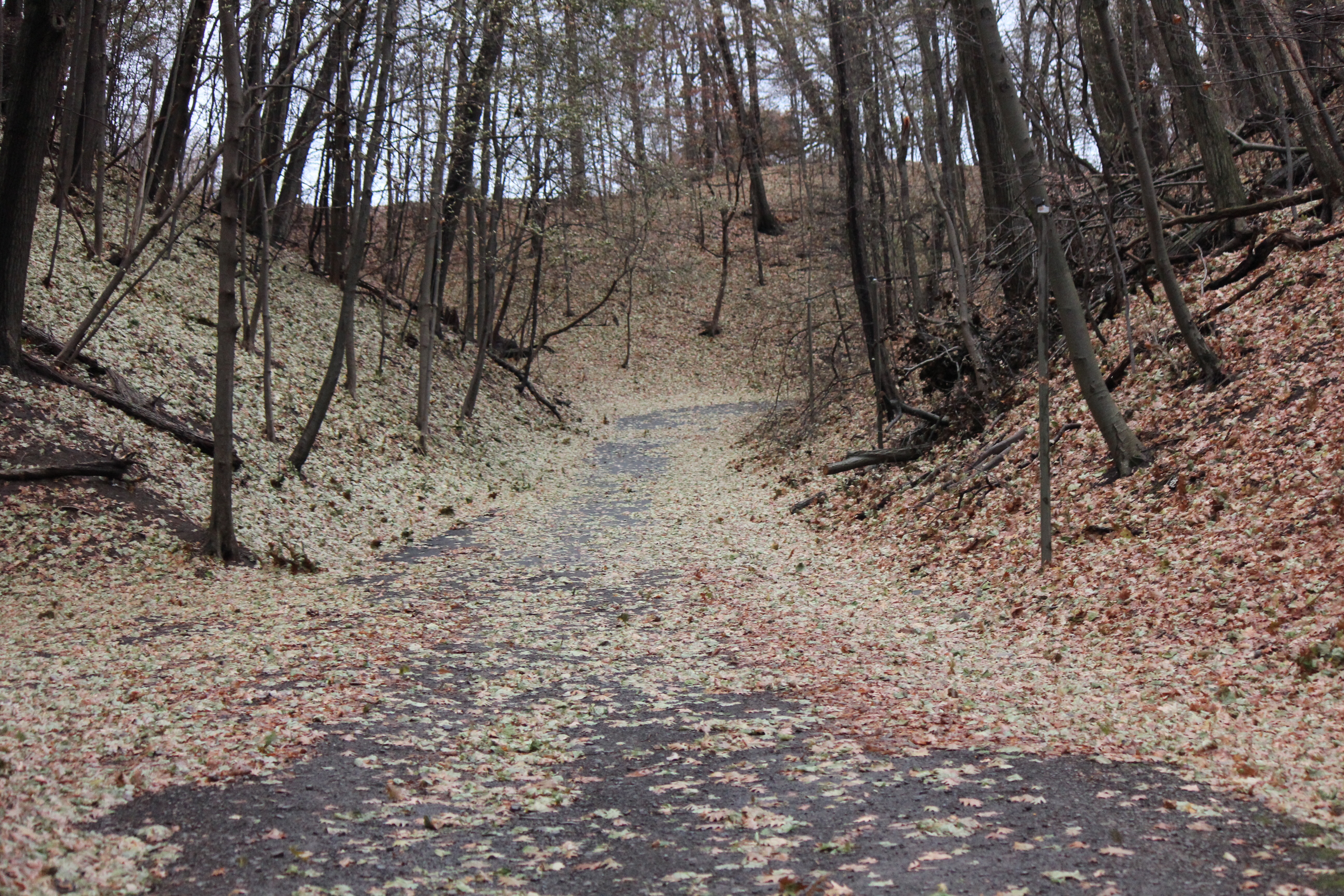 A Thanksgiving Walk – Walk as Children of Light